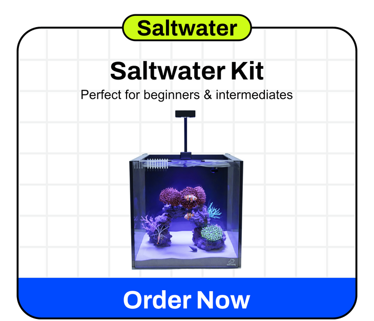 CoralFish12g Official Website